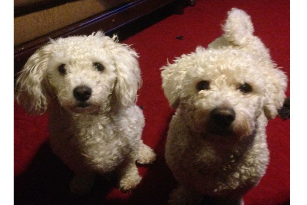 Testimonials - Niagara Pet Sitting