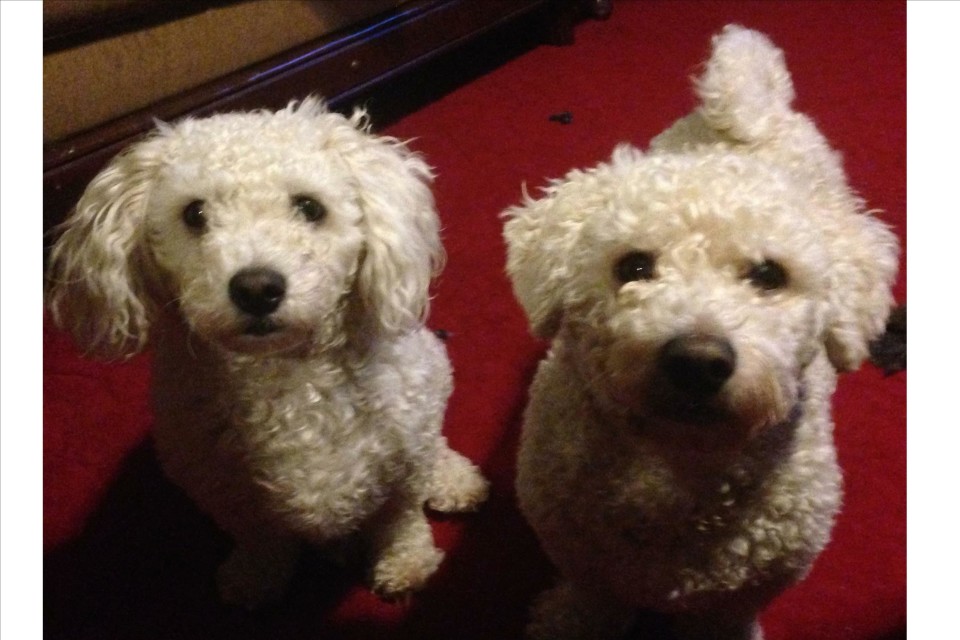 Testimonials - Niagara Pet Sitting